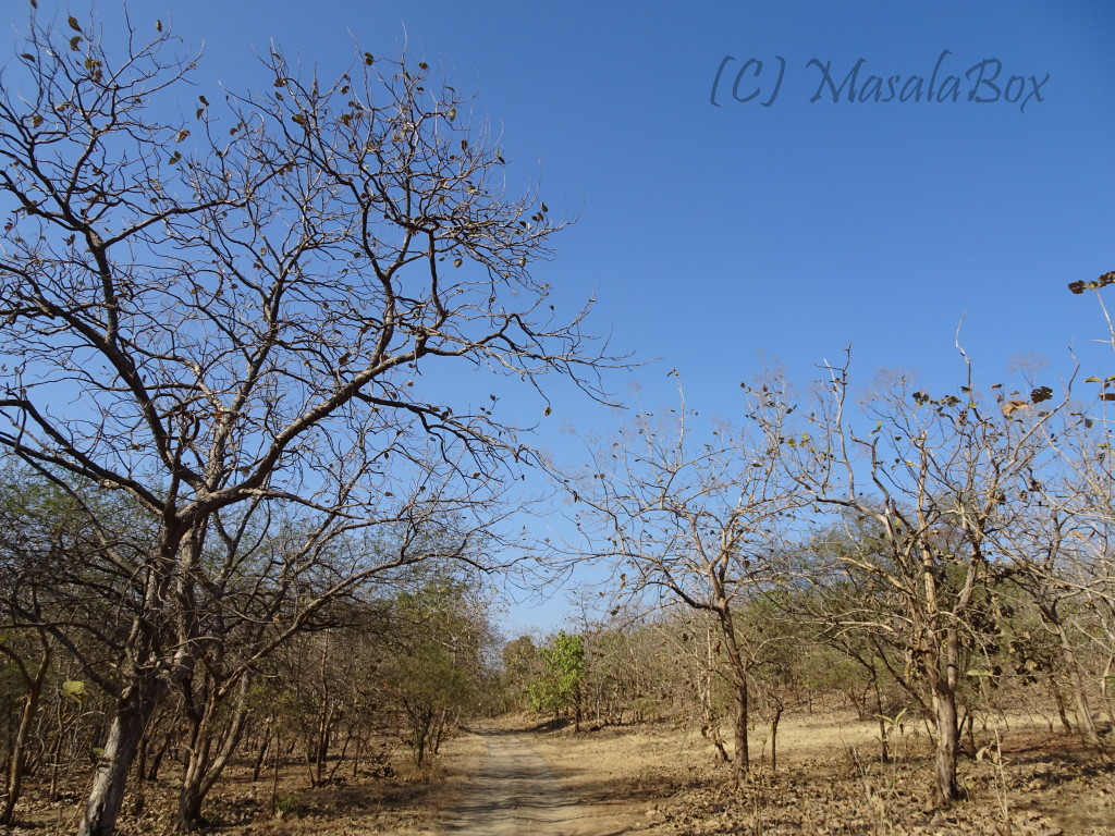 Asiatic Lions of The Sasan Gir Forest | A MUST VISIT FOREST