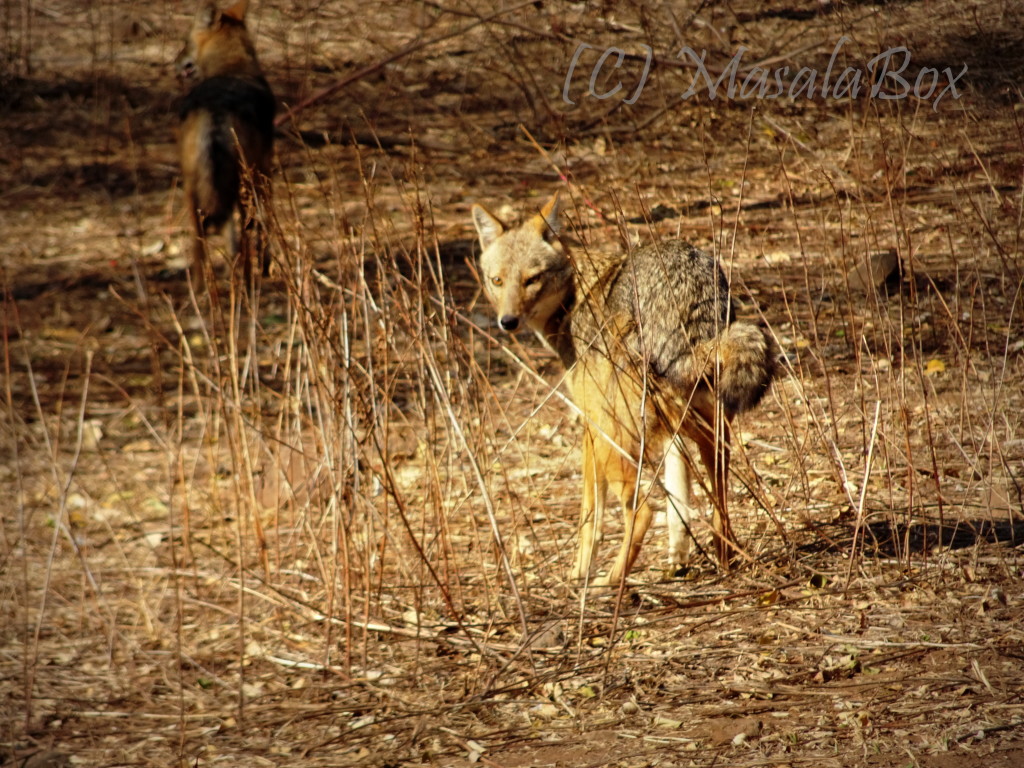 Asiatic Lions of The Sasan Gir Forest | A MUST VISIT FOREST