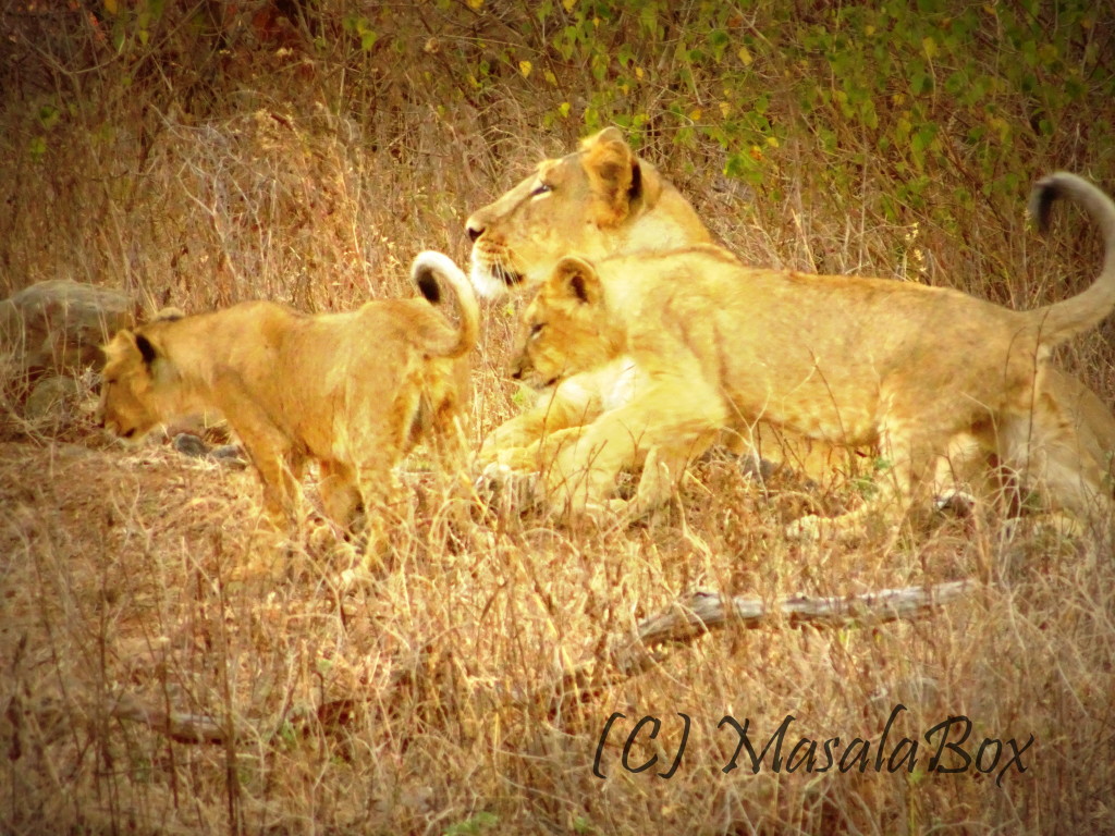 Asiatic Lions of The Sasan Gir Forest | A MUST VISIT FOREST