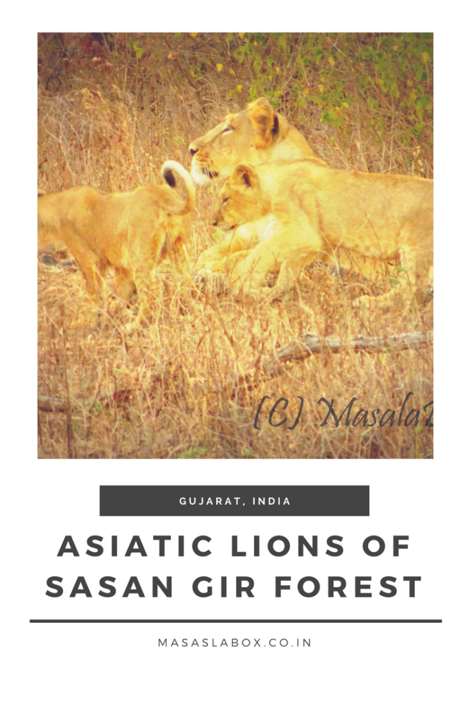 Asiatic Lions of The Sasan Gir Forest | A MUST VISIT FOREST