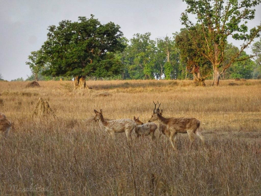 Barasingha - the Swamp Deer of Kanha National Park