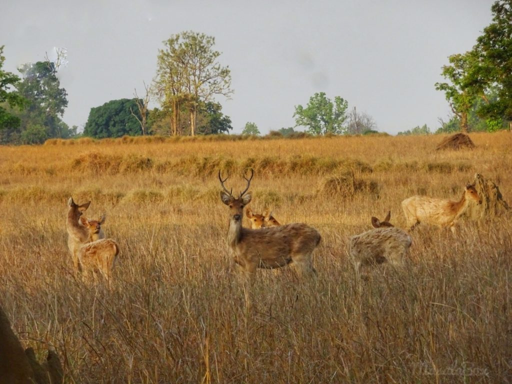 Barasingha - the Swamp Deer of Kanha National Park