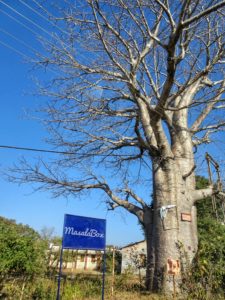 Mandu ki Imli | Famous Tree Of India - The Baobab Tree of India