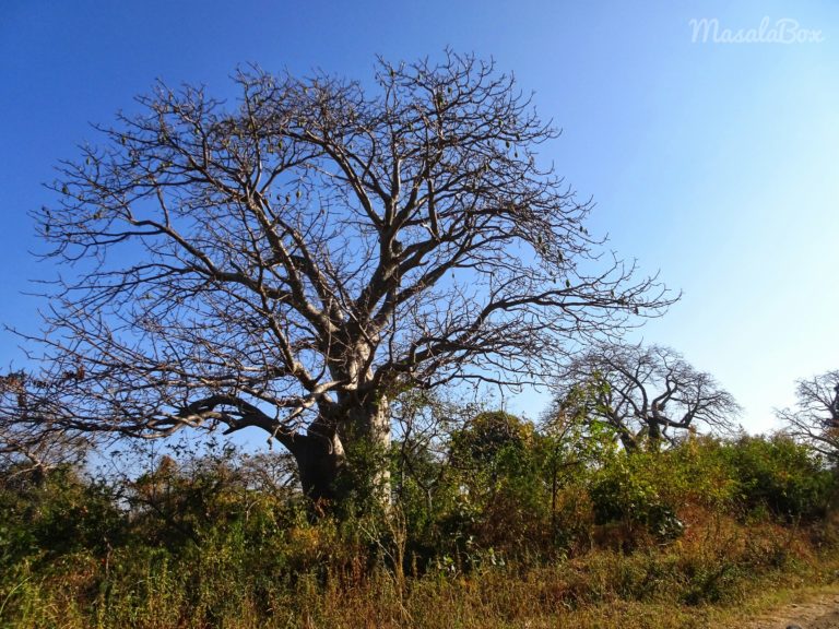Mandu ki Imli | Famous Tree Of India - The Baobab Tree of India